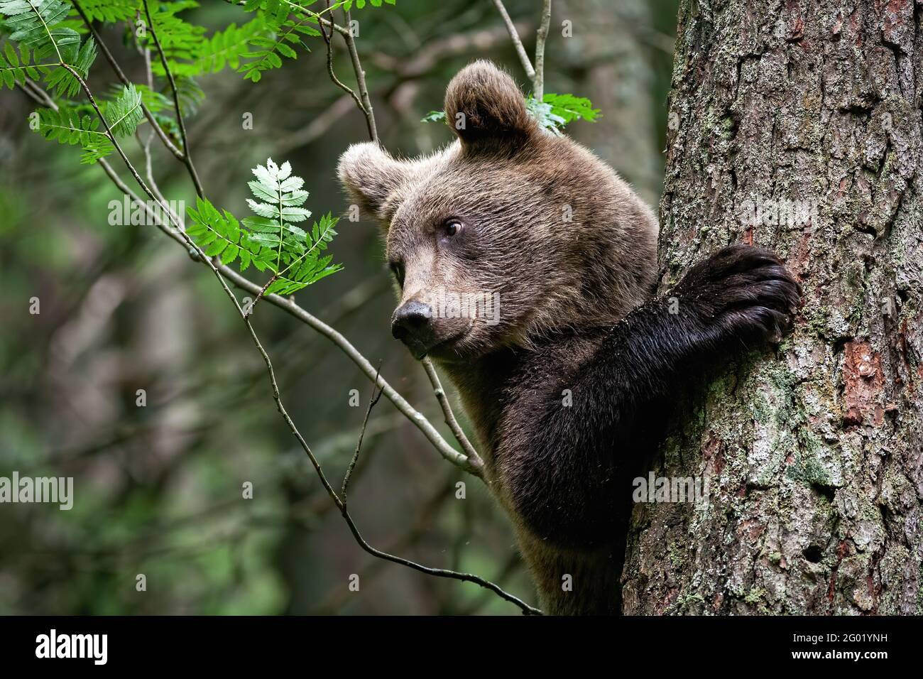 Young brown bear clinging to tree with wet big paw in remote forest in ...