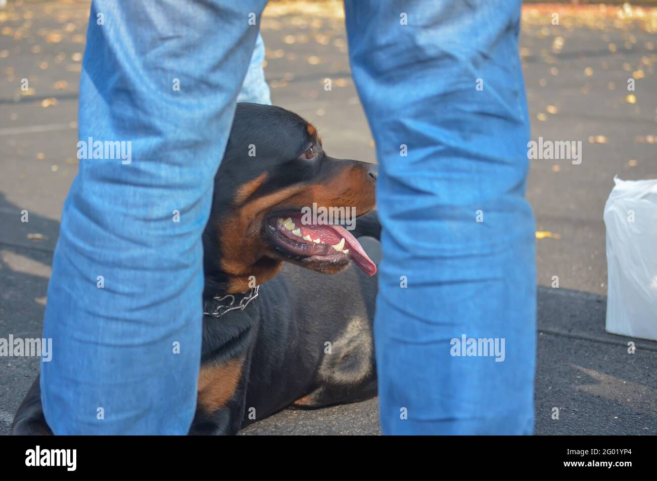A Rottweiler dog lies at his owner's feet outside. An adult male with ...