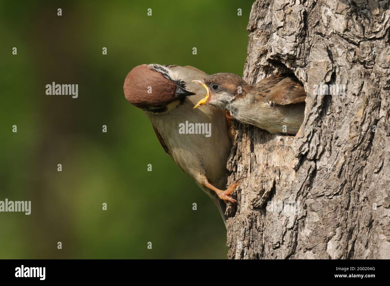 Eurasian tree sparrow breeding in a cavity of a tree in spring nature ...