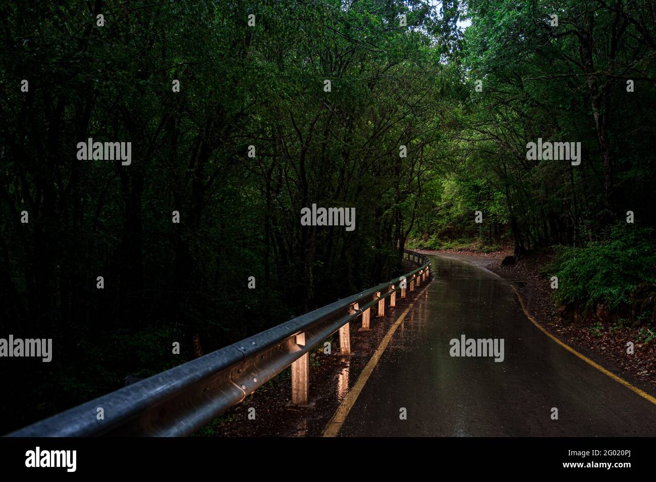 Night Forest Highways
