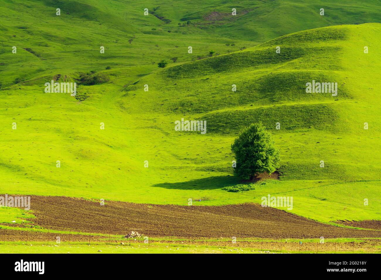 Tree grass slope hi-res stock photography and images - Alamy