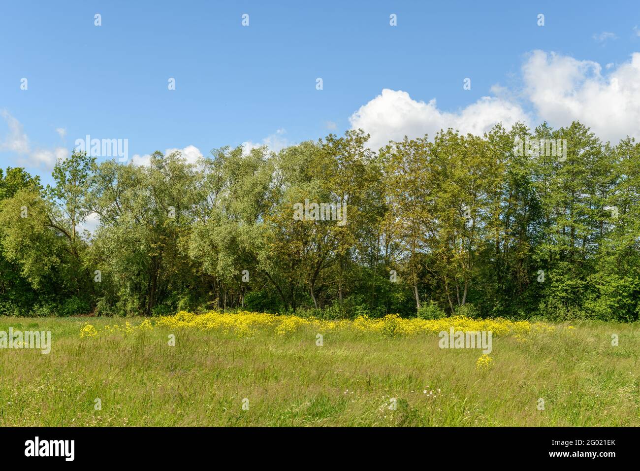 Trees along a river in spring. France Stock Photo - Alamy