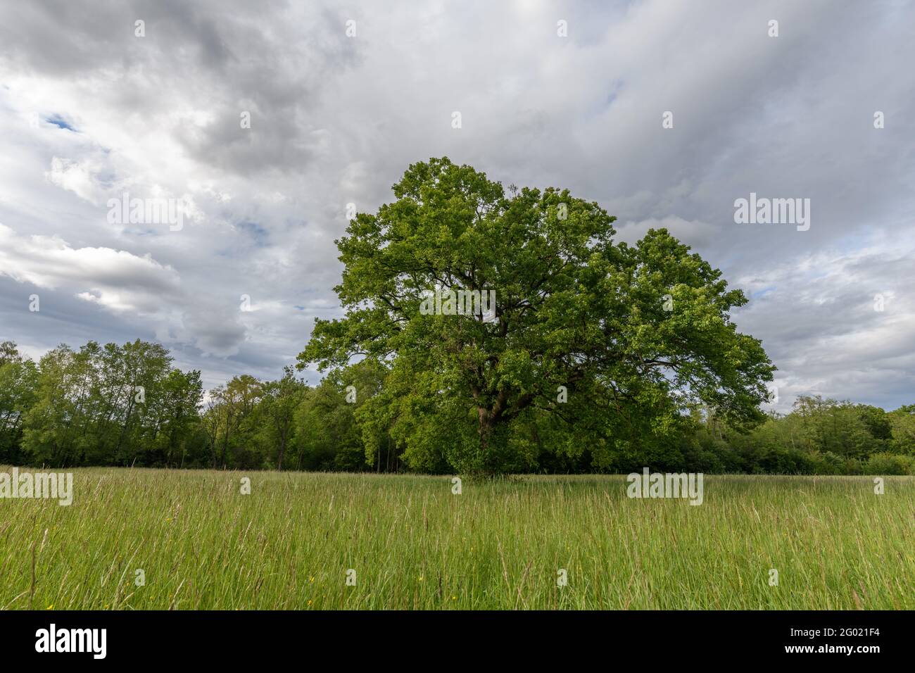 Large oak tree in a clearing in spring. France, Alsace Stock Photo - Alamy