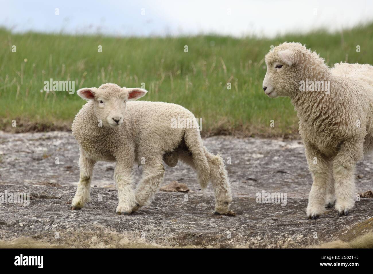 Romneyschaf / Romney sheep / Ovis Stock Photo - Alamy