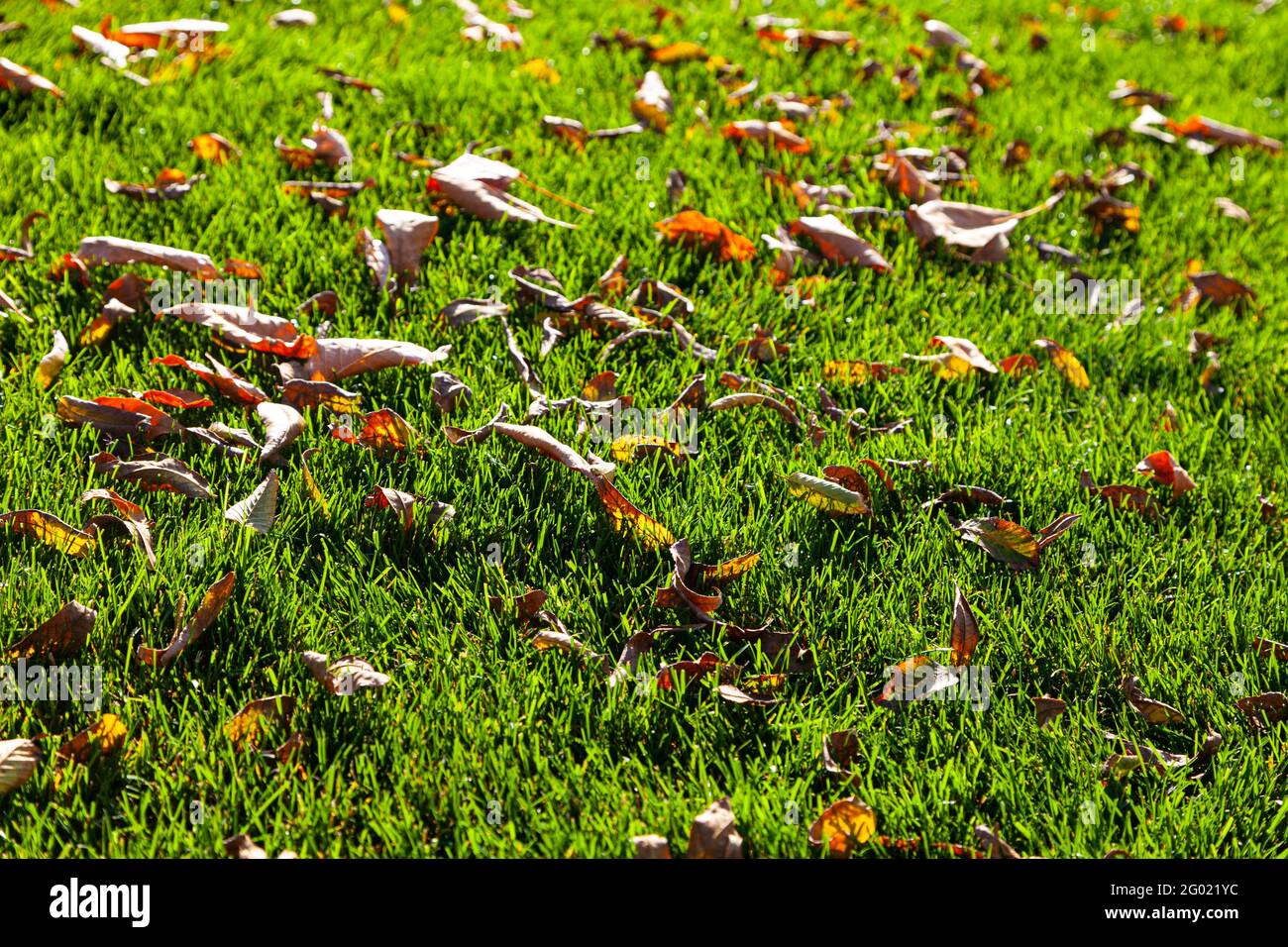 Green grass and fallen autumn leaves. Autumn in the park. Natural ...