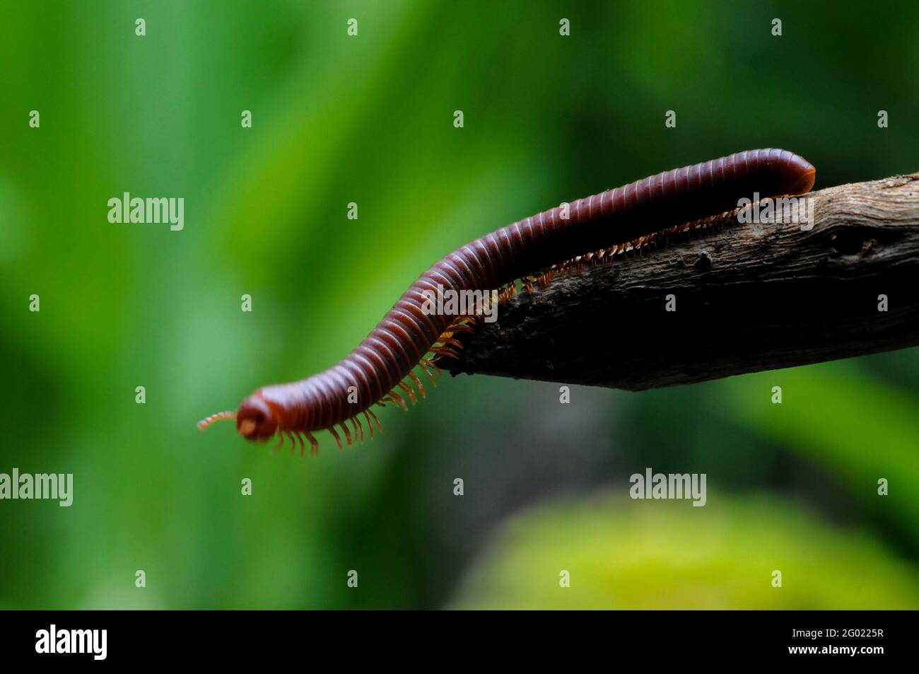 Giant millipede in branch and leaf of tree, macro photography of insect ...