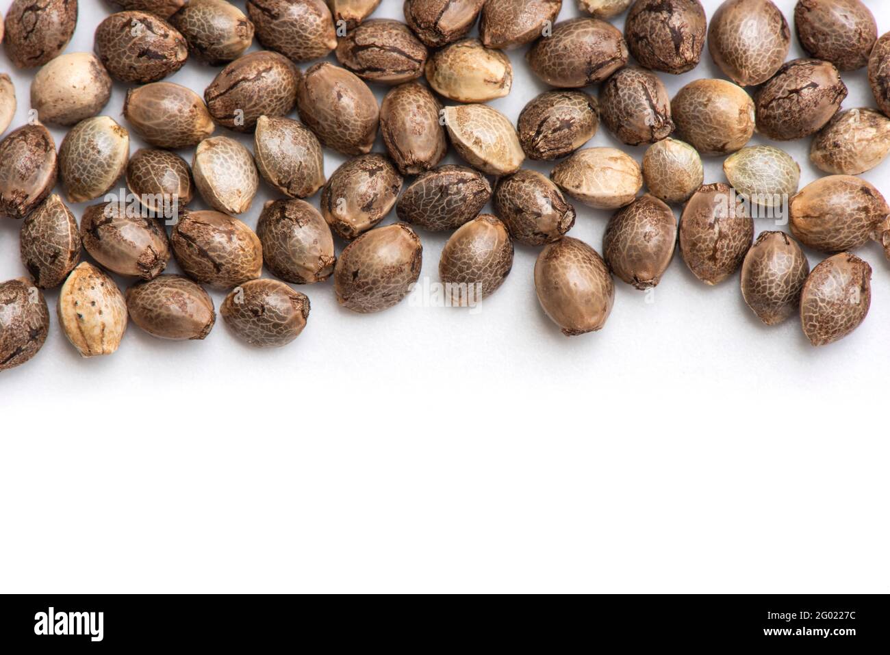 cannabis seeds on white background, close up of hemp seeds for planting ...