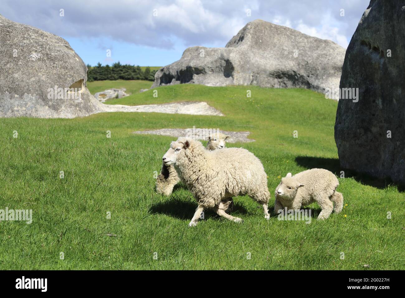 Romneyschaf / Romney sheep / Ovis Stock Photo - Alamy