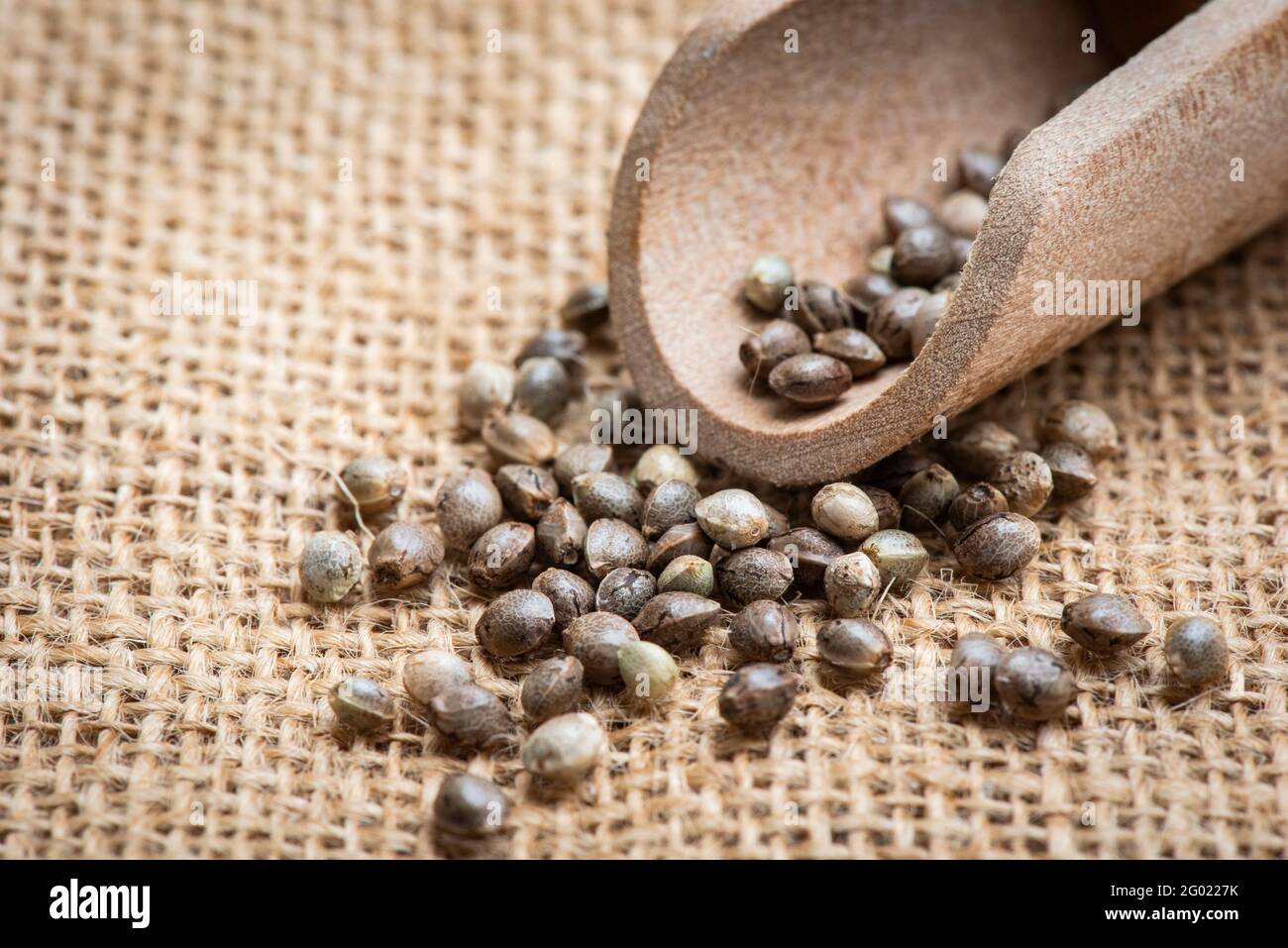 cannabis seeds on white background, close up of hemp seeds for planting ...