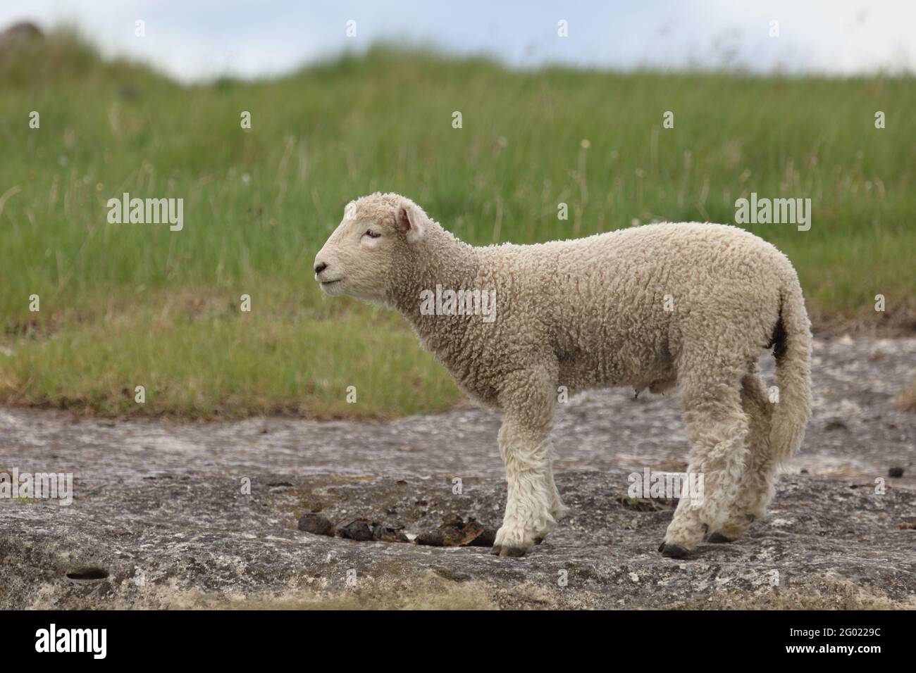 Romneyschaf / Romney sheep / Ovis Stock Photo - Alamy