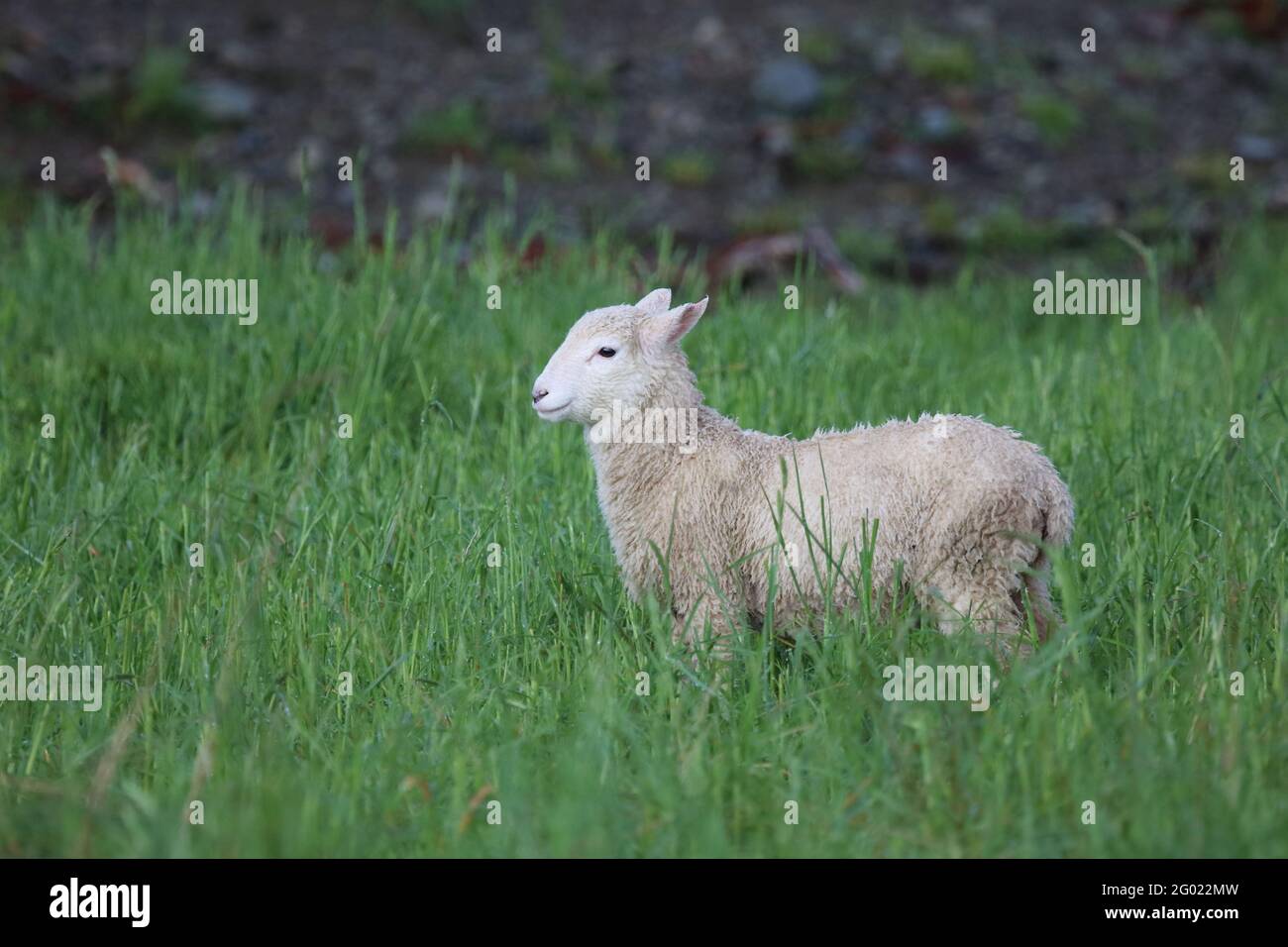 Coopworthschaf / Coopworth sheep / Ovis Stock Photo - Alamy