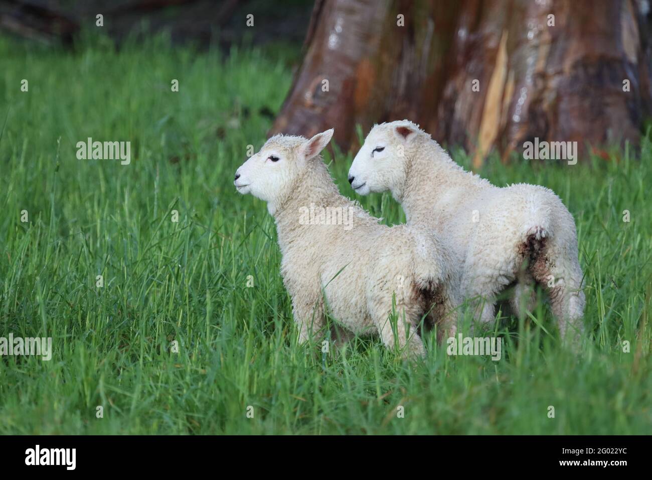 Coopworthschaf / Coopworth sheep / Ovis Stock Photo - Alamy
