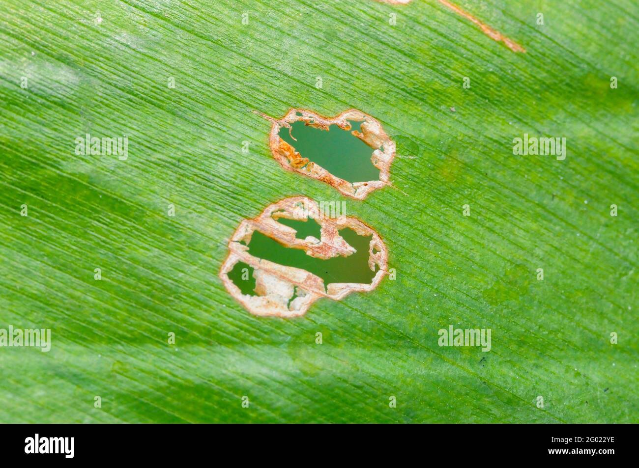 Perforated leaves due to drought, close up with natural pattern and ...