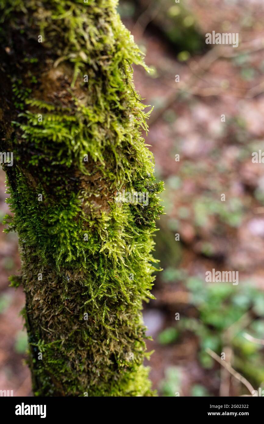 Green moss on a tree trunk. Tree in the forest Stock Photo - Alamy