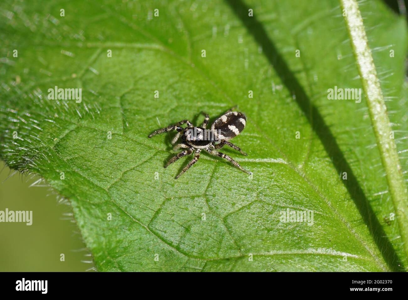 Zebra jumping spiders hi-res stock photography and images - Alamy