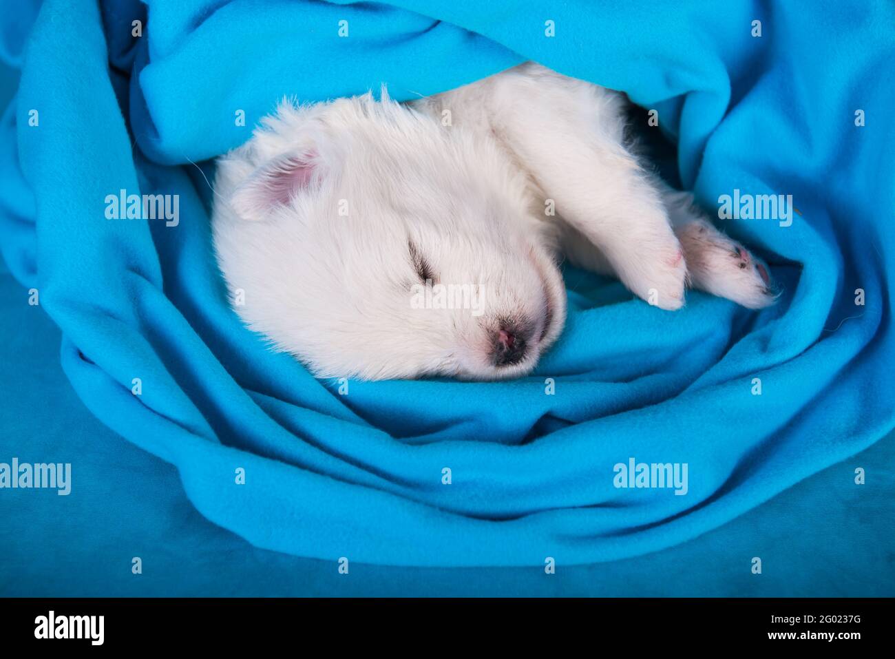 White fluffy small Samoyed puppy dog is sleeping on blue Stock Photo ...