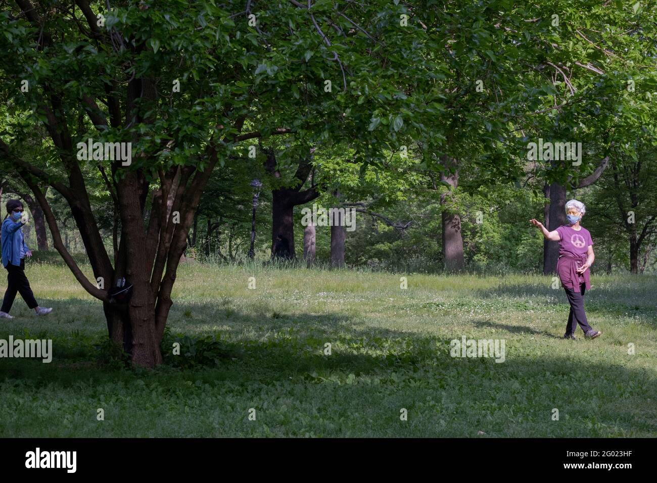 Asian American Buddhists circumambulate a tree as a sign of veneration ...