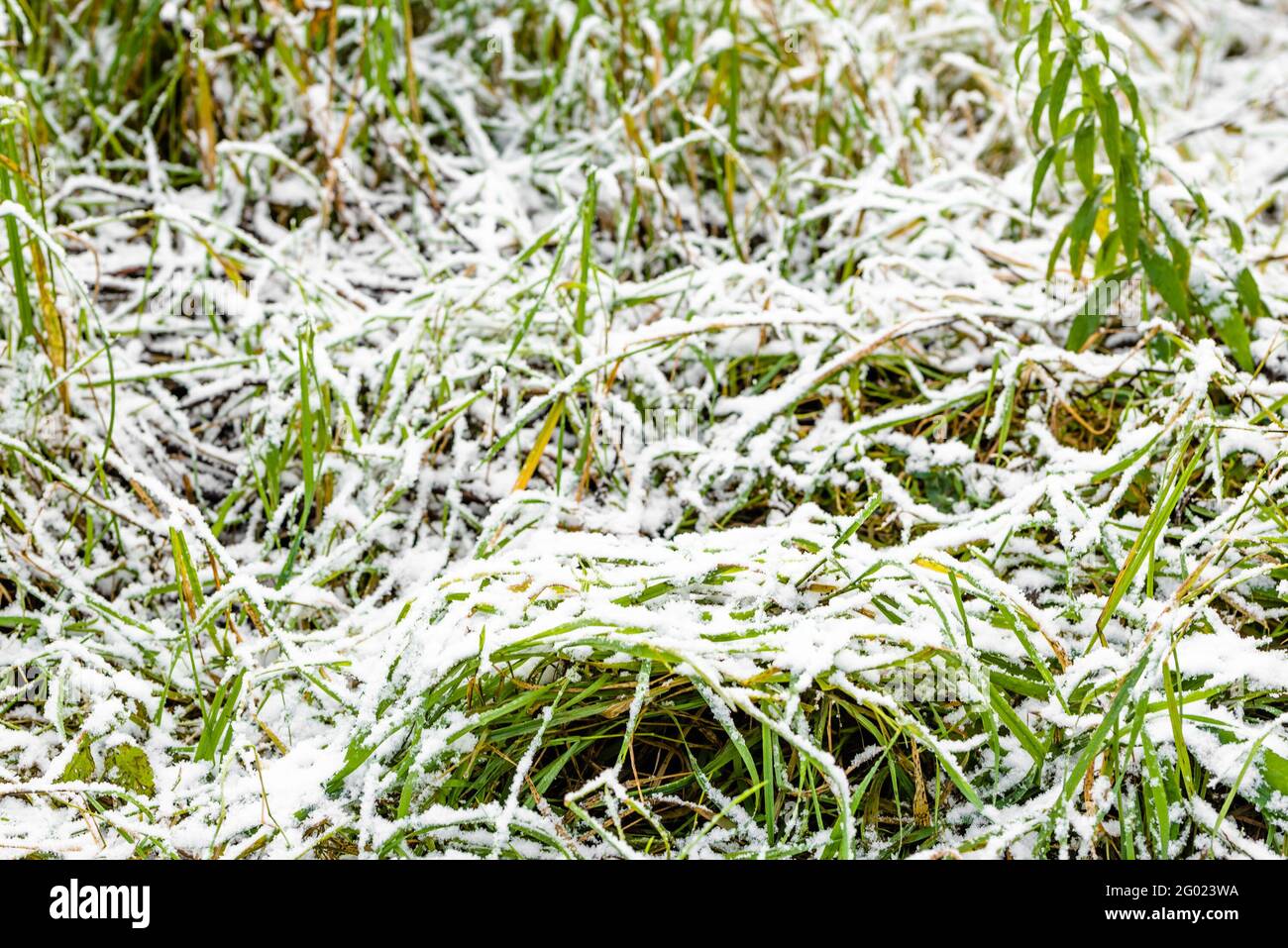 Thawing frozen grass hi-res stock photography and images - Alamy