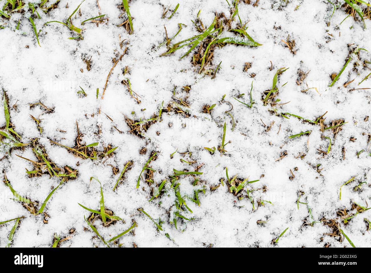 Fresh grass growing in snow on melting field, spring thaws Stock Photo ...