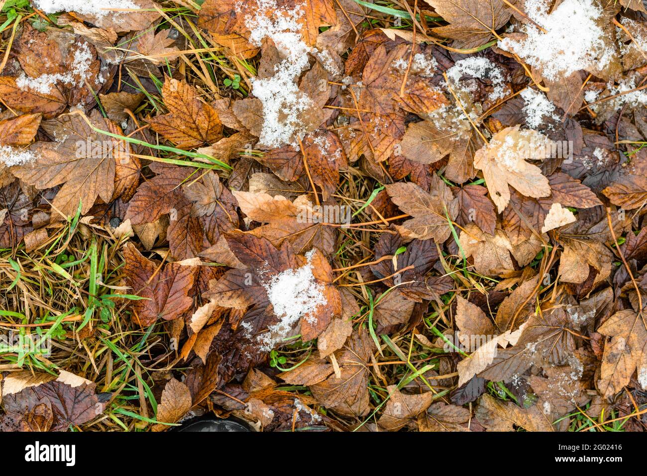 Melting snow on leaves, beginning of winter or thaws in spring Stock ...