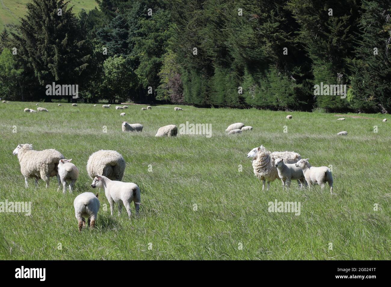 Coopworthschaf / Coopworth sheep / Ovis Stock Photo - Alamy