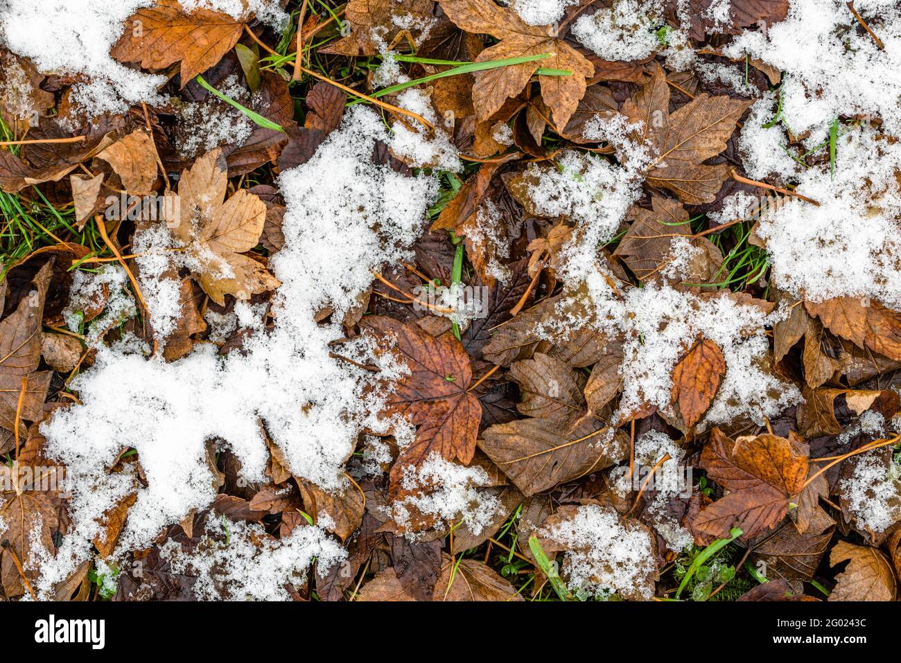 Grass covered in dead leaves hi-res stock photography and images - Alamy