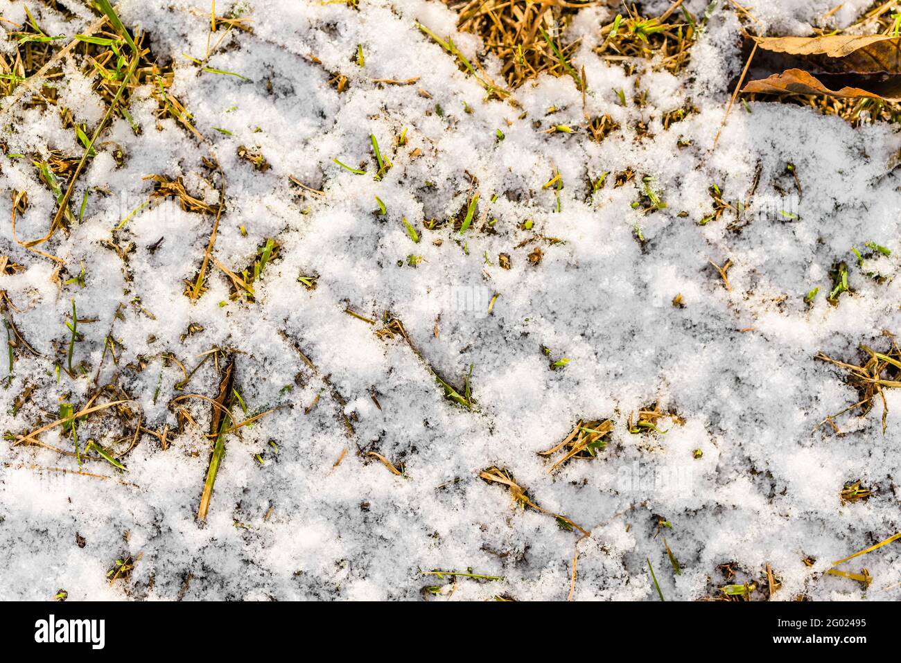 Fresh grass growing in snow on melting field, spring thaws Stock Photo ...