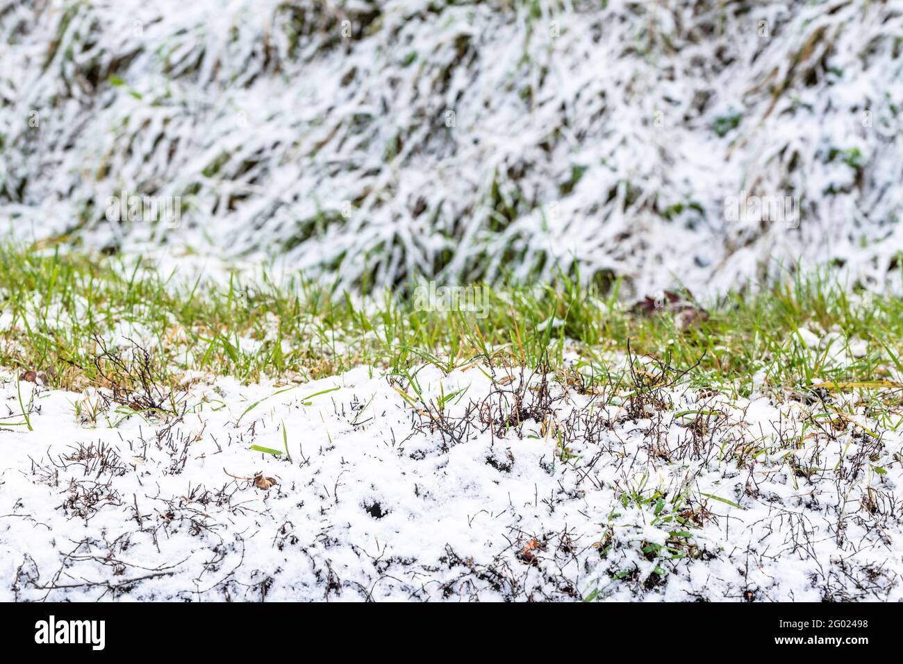 Growth of grass in melting snow in spring thaws Stock Photo - Alamy
