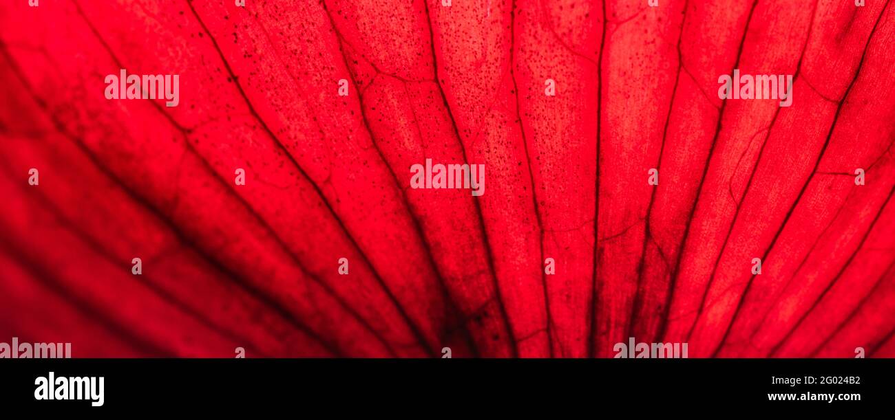 Abstract Onion High Resolution Stock Photography and Images - Alamy