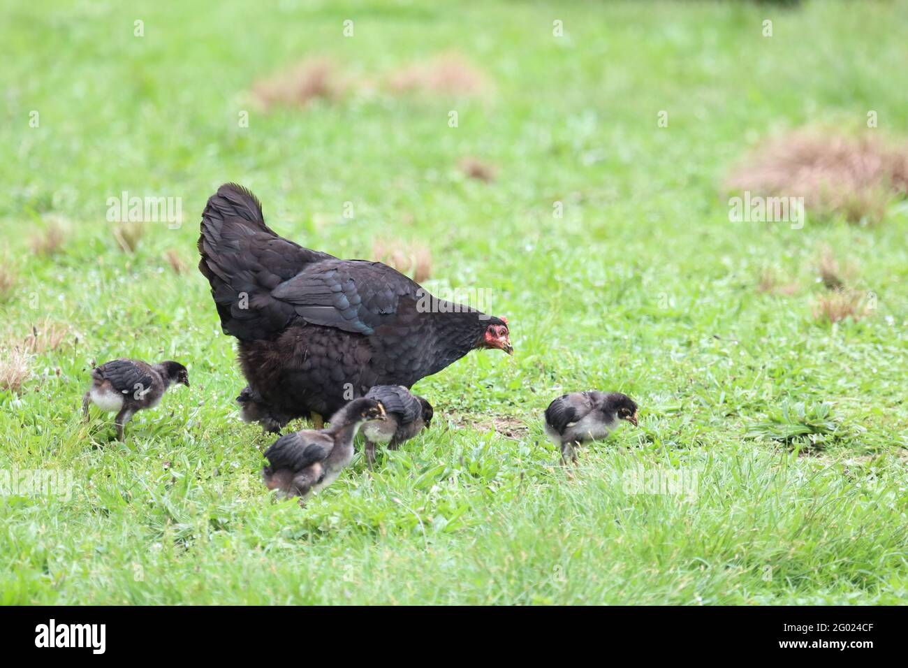 Haushuhn / Domestic Chicken / Gallus gallus domesticus Stock Photo - Alamy