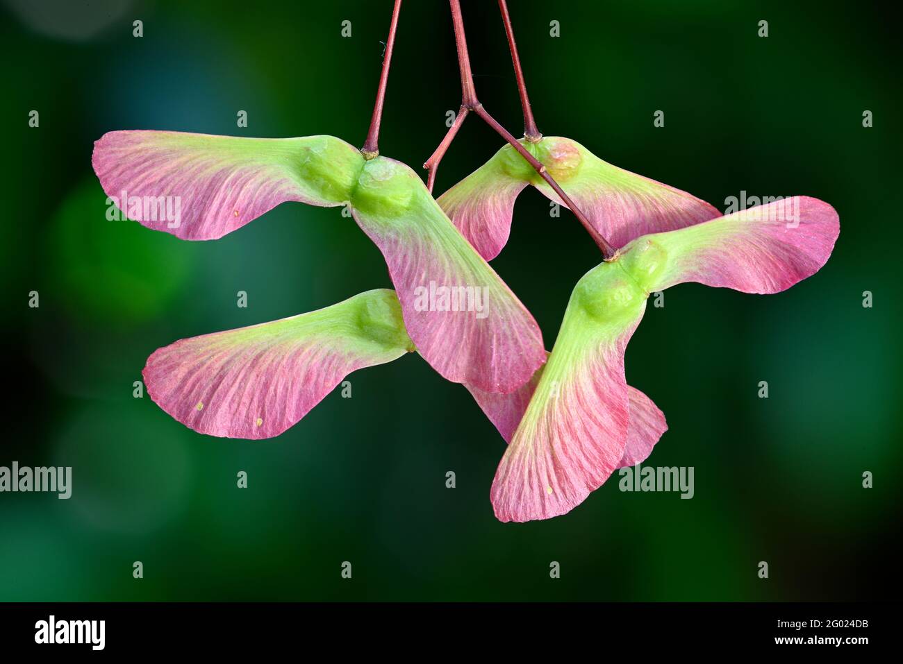Japanese maple samara hi-res stock photography and images - Alamy