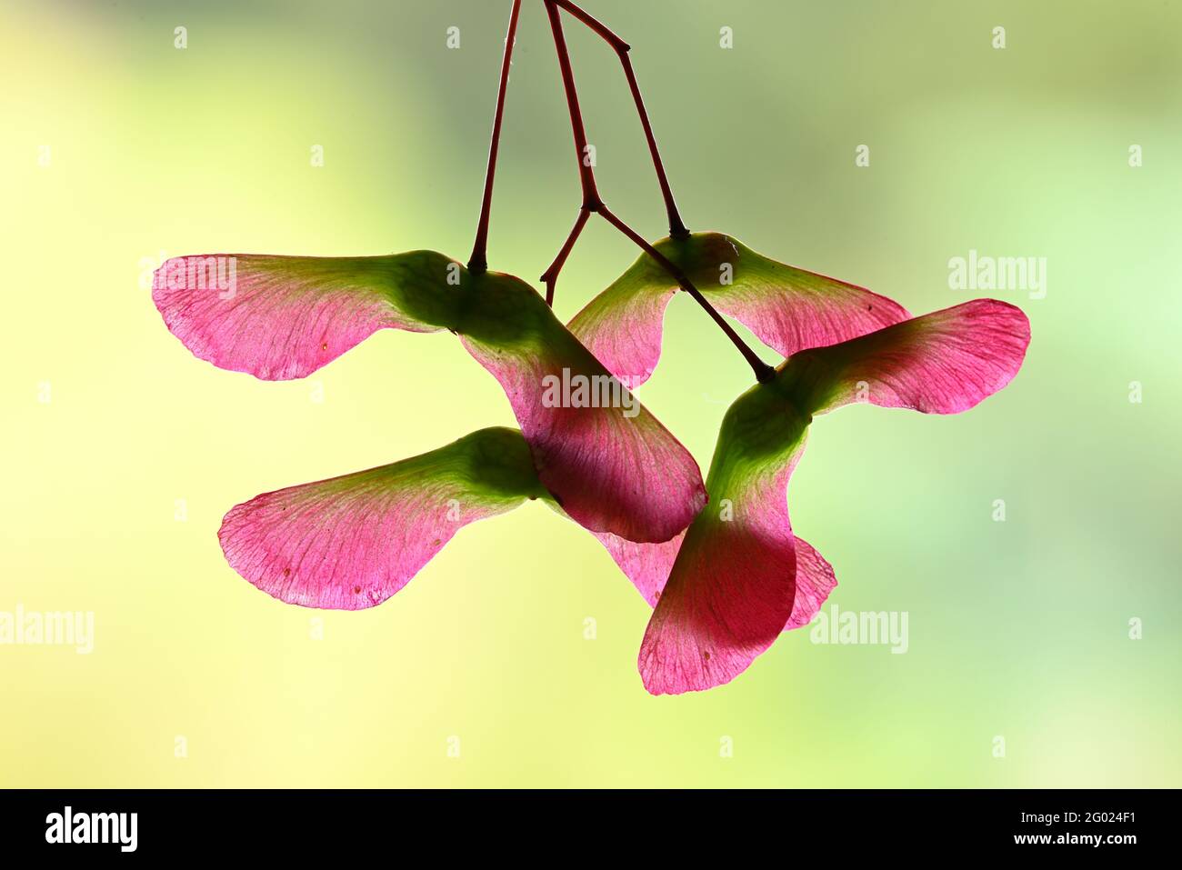 Japanese maple samara hi-res stock photography and images - Alamy