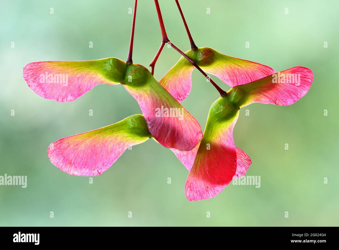Red and green winged fruits and seeds of maple tree, Acer palmatum ...