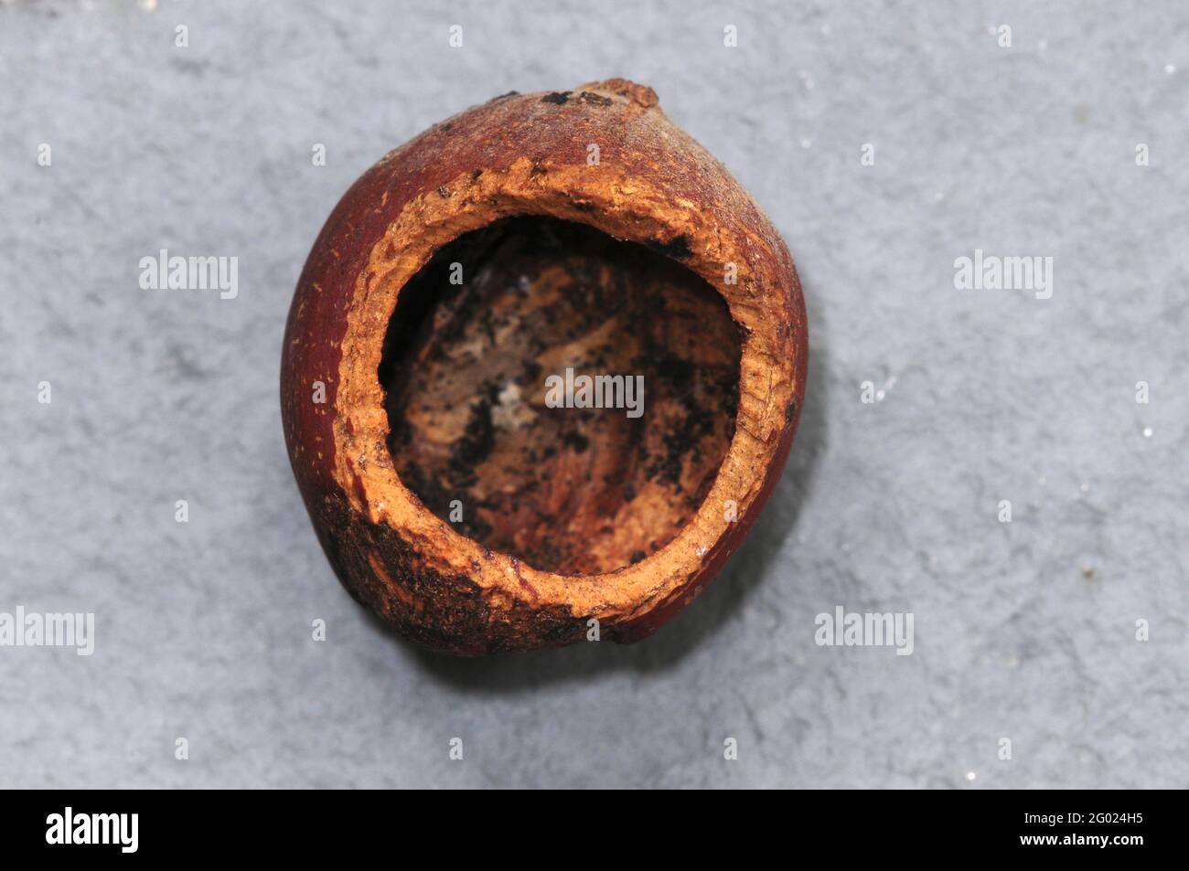Hazel nut eaten by bank vole Clethrionomys glareplus. Dorset, UK May ...