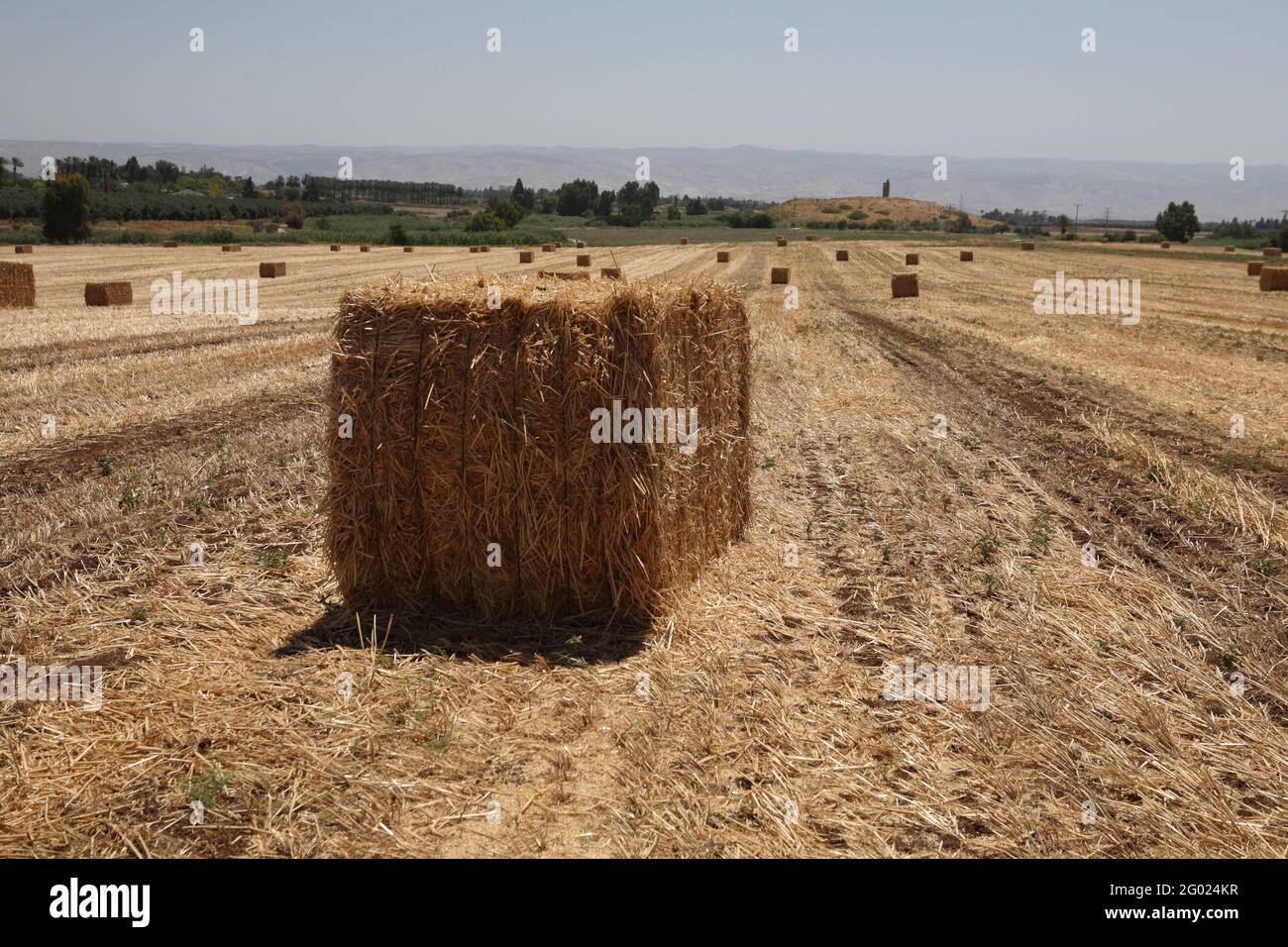 Haystacks, field after harvest near Kibbutz Nir David , Valley of the ...