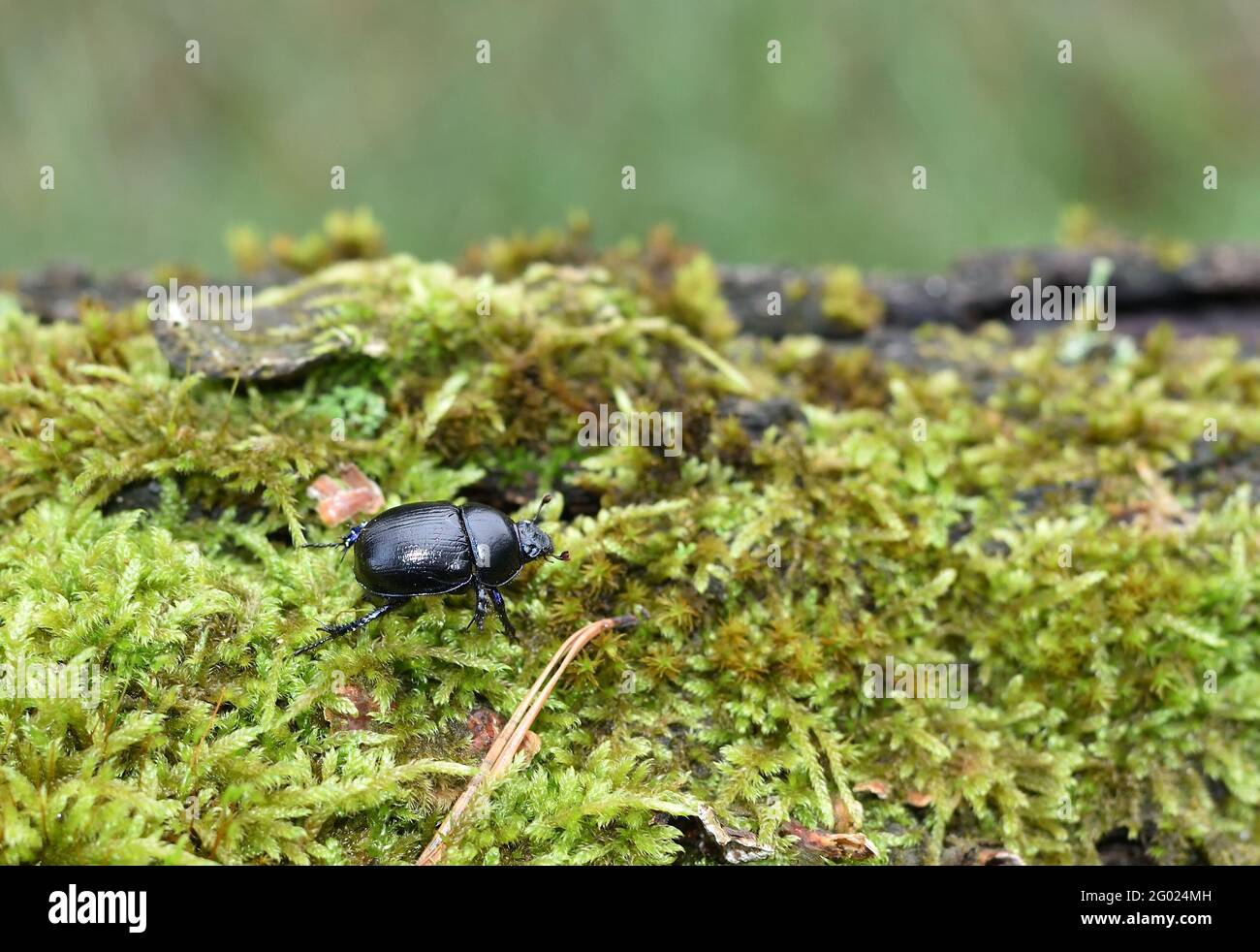 Beetle walks hi-res stock photography and images - Alamy