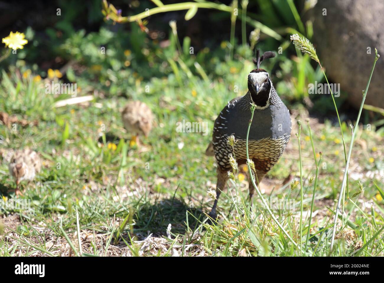 California Quail New Zealand High Resolution Stock Photography and ...