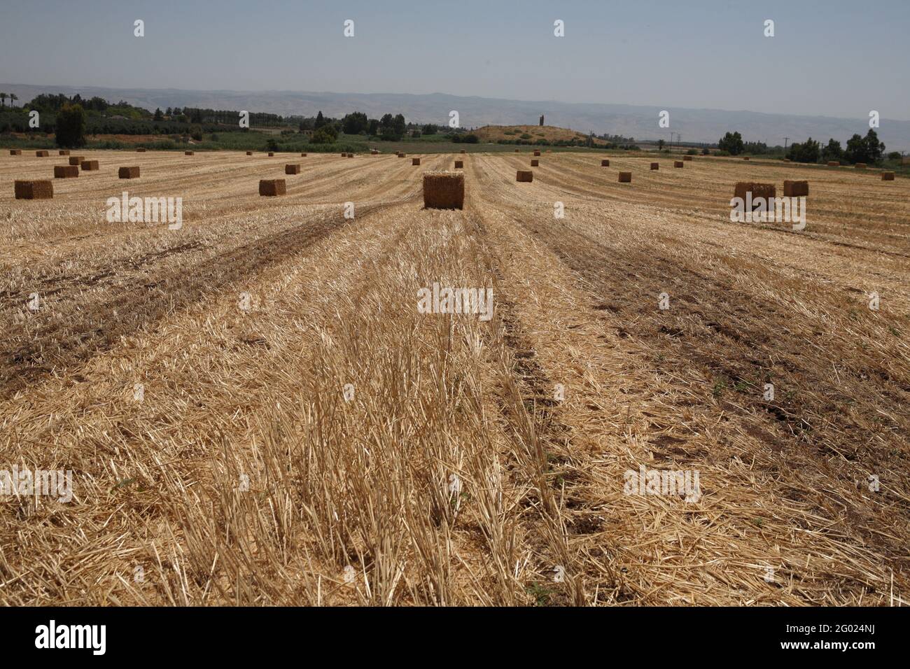 Haystacks, field after harvest near Kibbutz Nir David , Valley of the ...