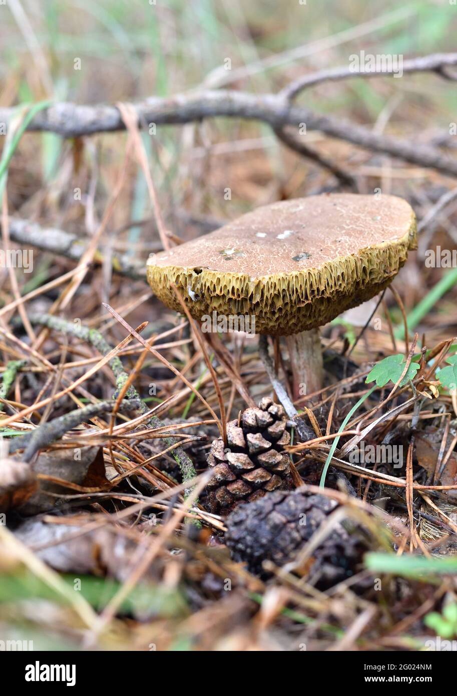 Suillus bovinus , in a thicket of forest in green grass Stock Photo - Alamy