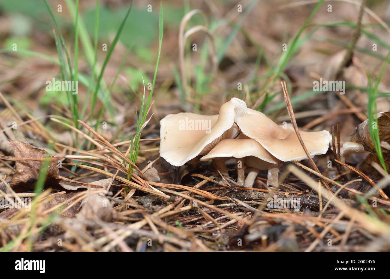 Mushroom inedible harmful, in the thicket of the forest in green grass ...