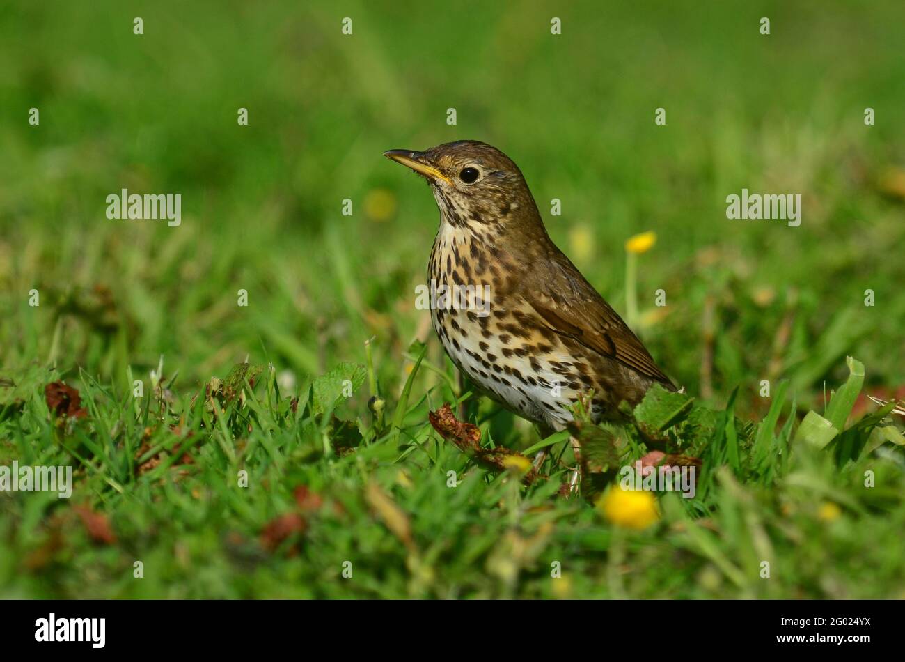 Adult song thrush foraging Stock Photo - Alamy