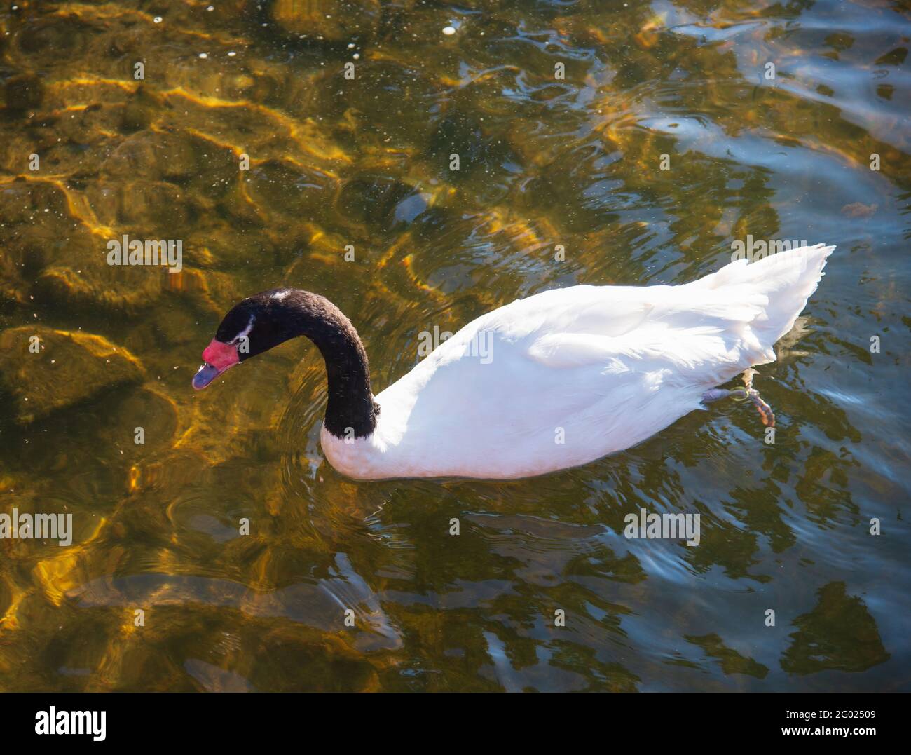 Black and white swan in the pond, warm summer evening Stock Photo - Alamy