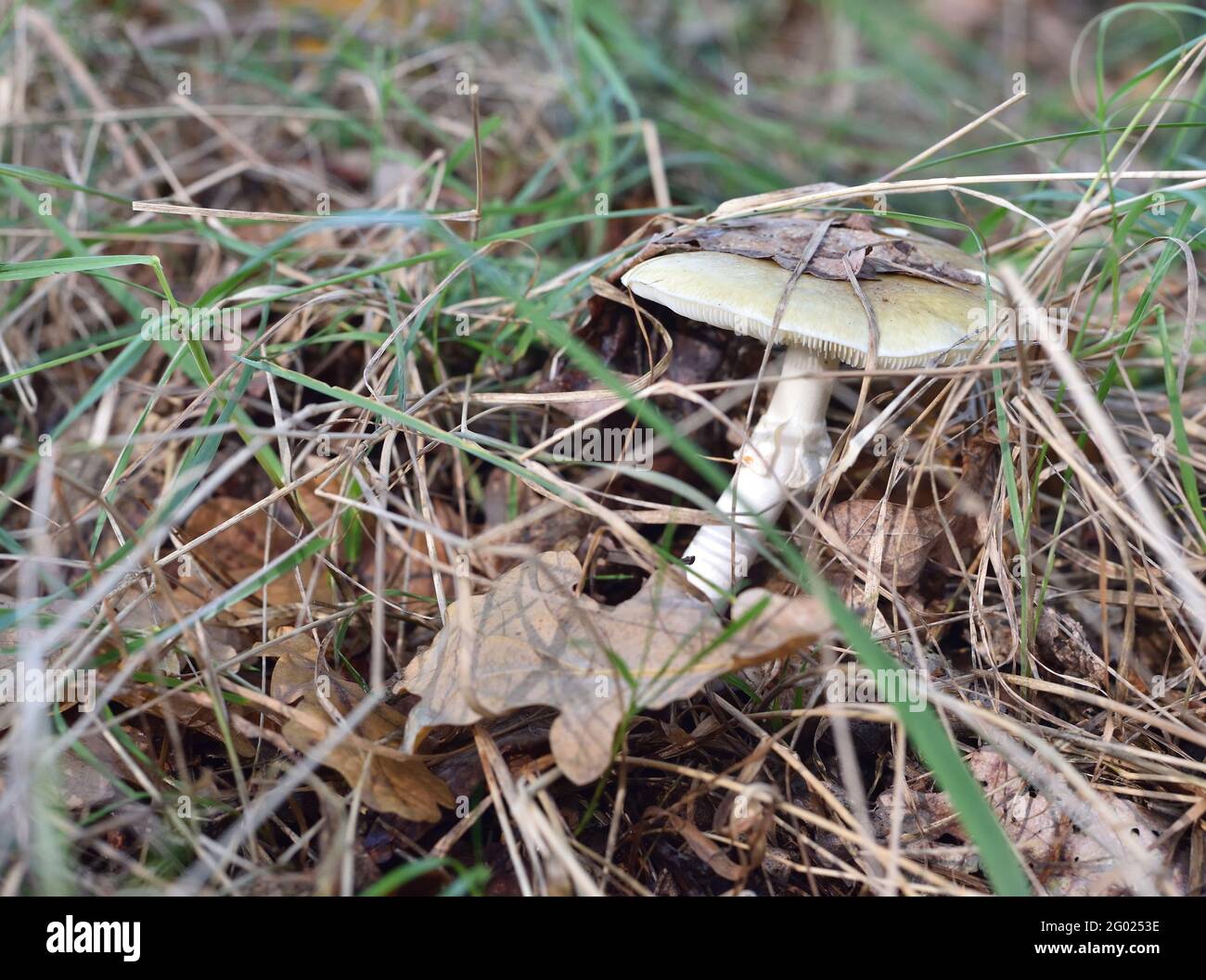 Mushroom inedible harmful, in the thicket of the forest in green grass ...