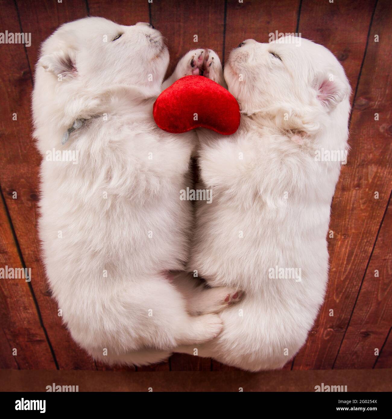 Two small one month old cute white Samoyed puppies dogs with red heart ...