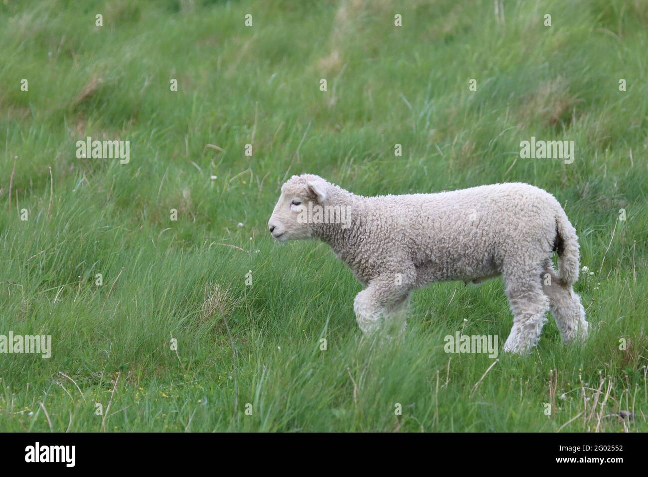 Romneyschaf / Romney sheep / Ovis Stock Photo - Alamy