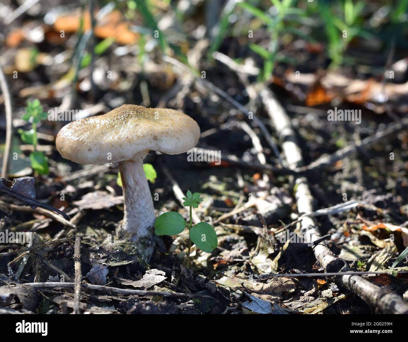 Paxillus involutus, an inedible, harmful fungus in a thicket of a ...