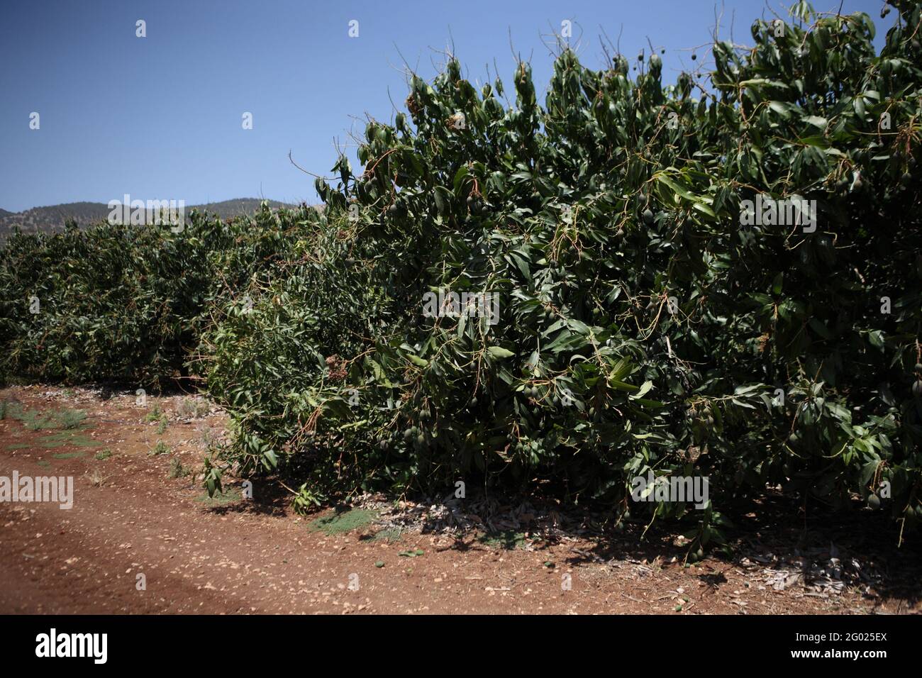 Mango Trees Orchard with unripe fruit on them in the Valley of the ...