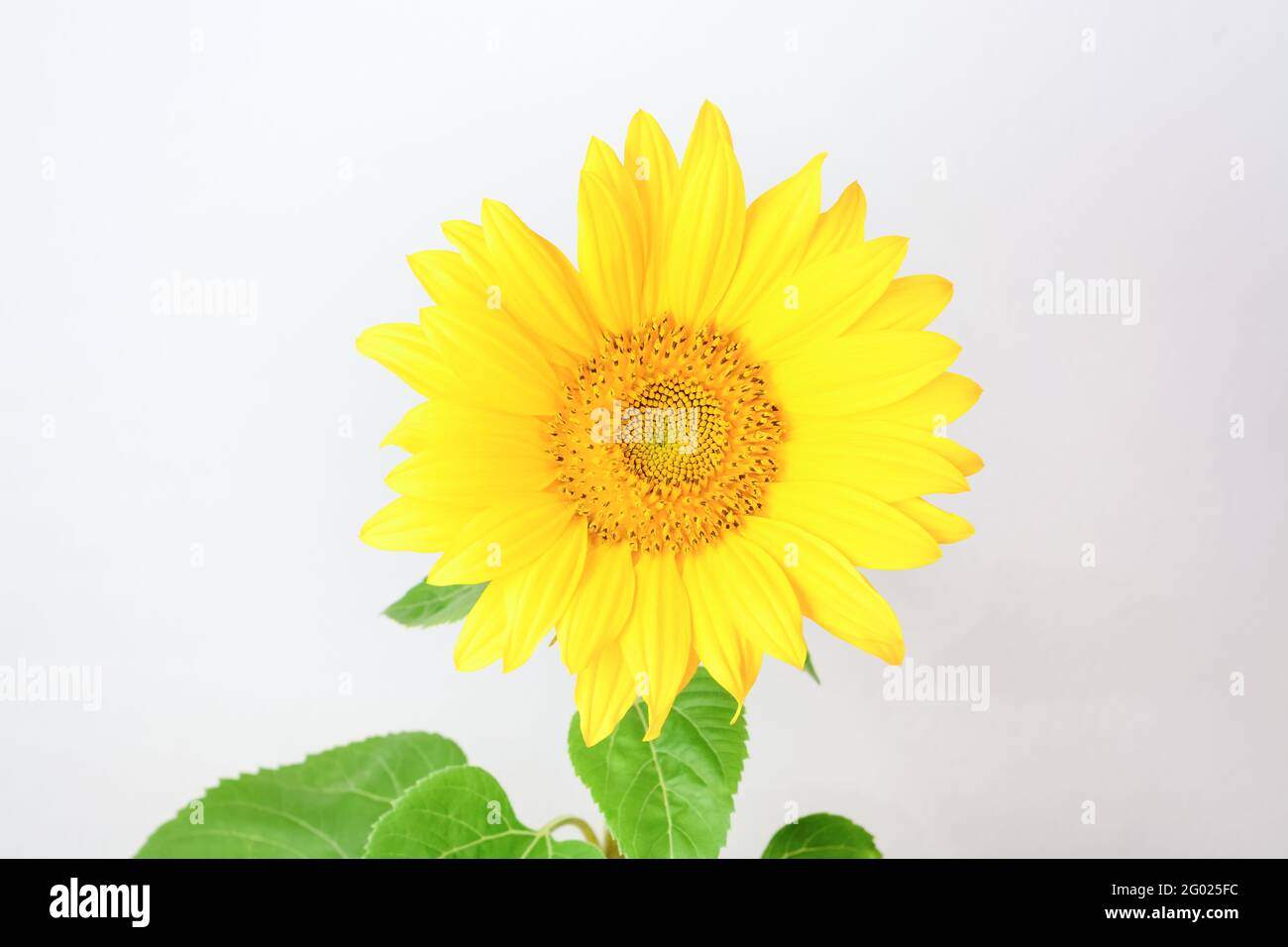 A horizontal format hi-res stock photography and images - Alamy