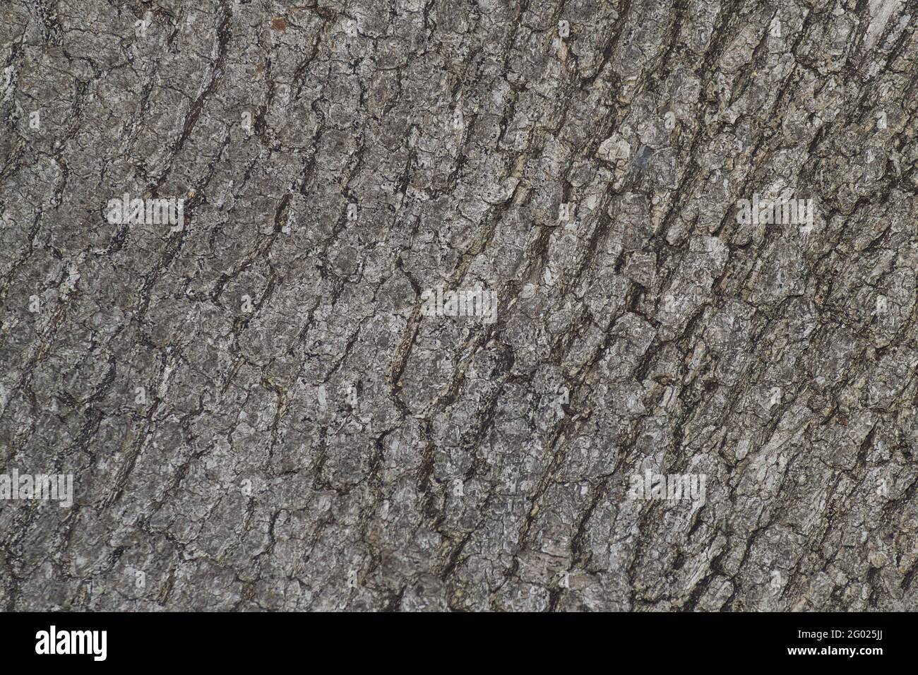 Horizontal background of a tree bark texture Stock Photo - Alamy