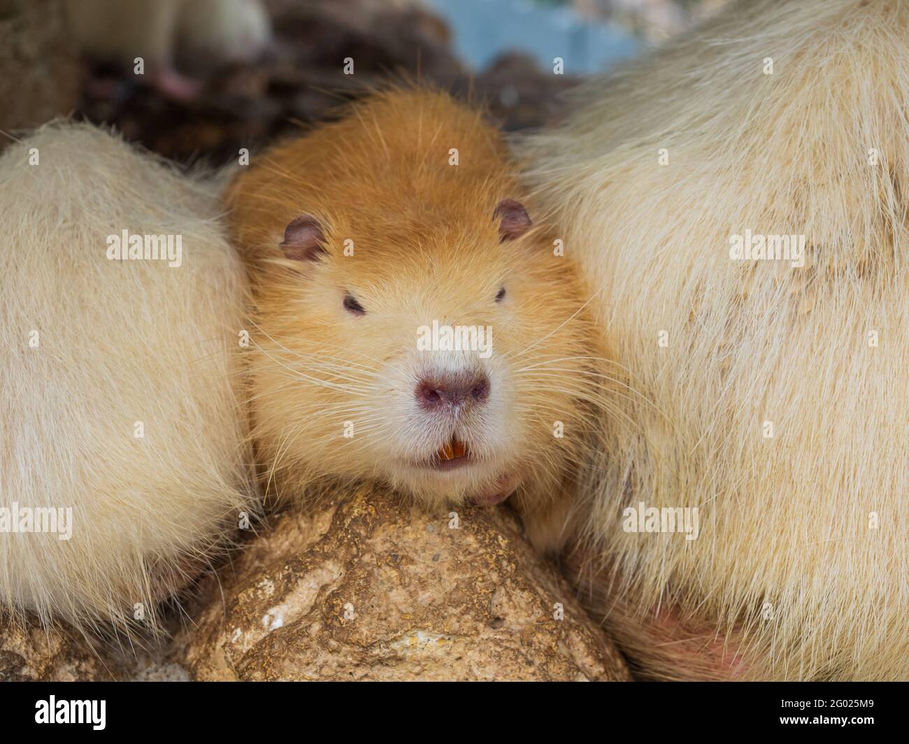 White muskrat (Myocastor coypus), breeding muskrats on the farm Stock ...